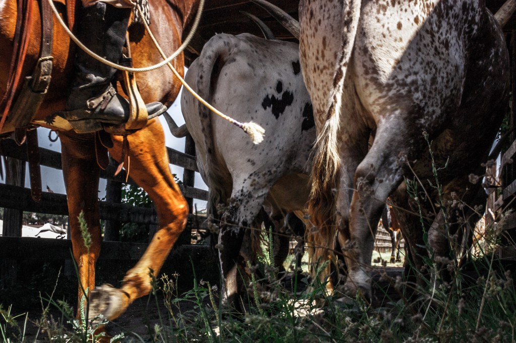 Banshee Performance Horses – "No hour of life spent in the saddle is ...