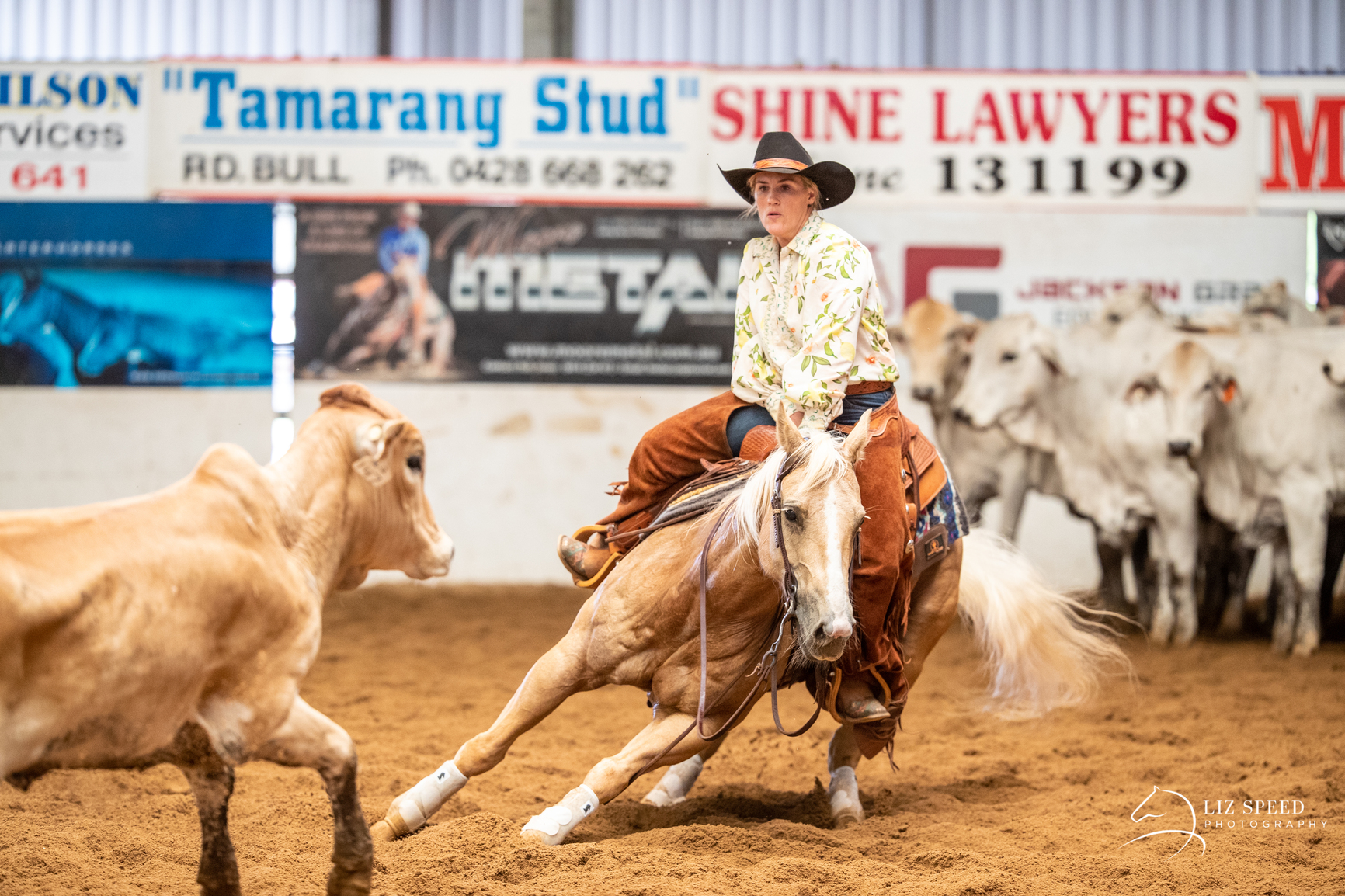 Our Mares – Banshee Performance Horses