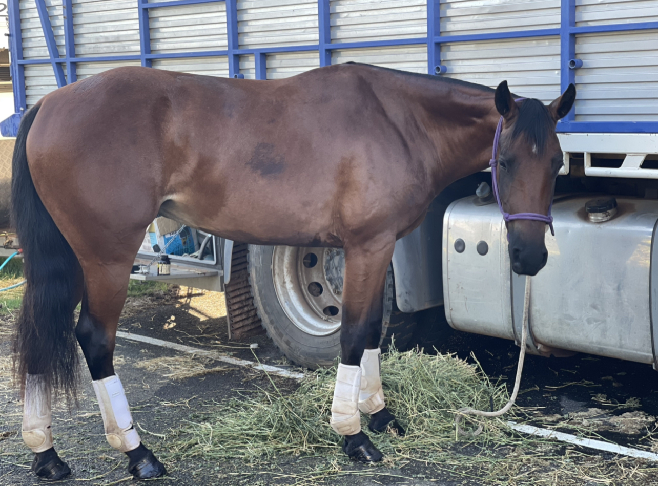 Sold Horses – Banshee Performance Horses