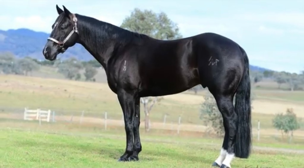 Banshee Performance Horses – "No hour of life spent in the saddle is ...