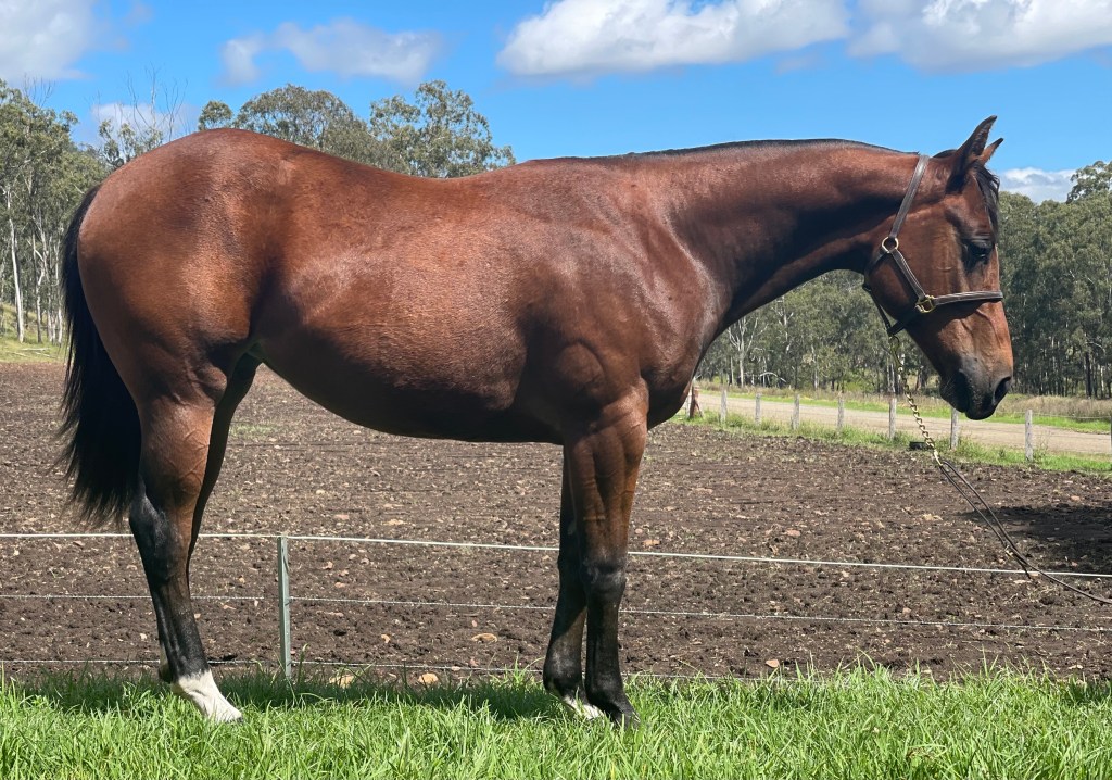 Sold Horses – Banshee Performance Horses