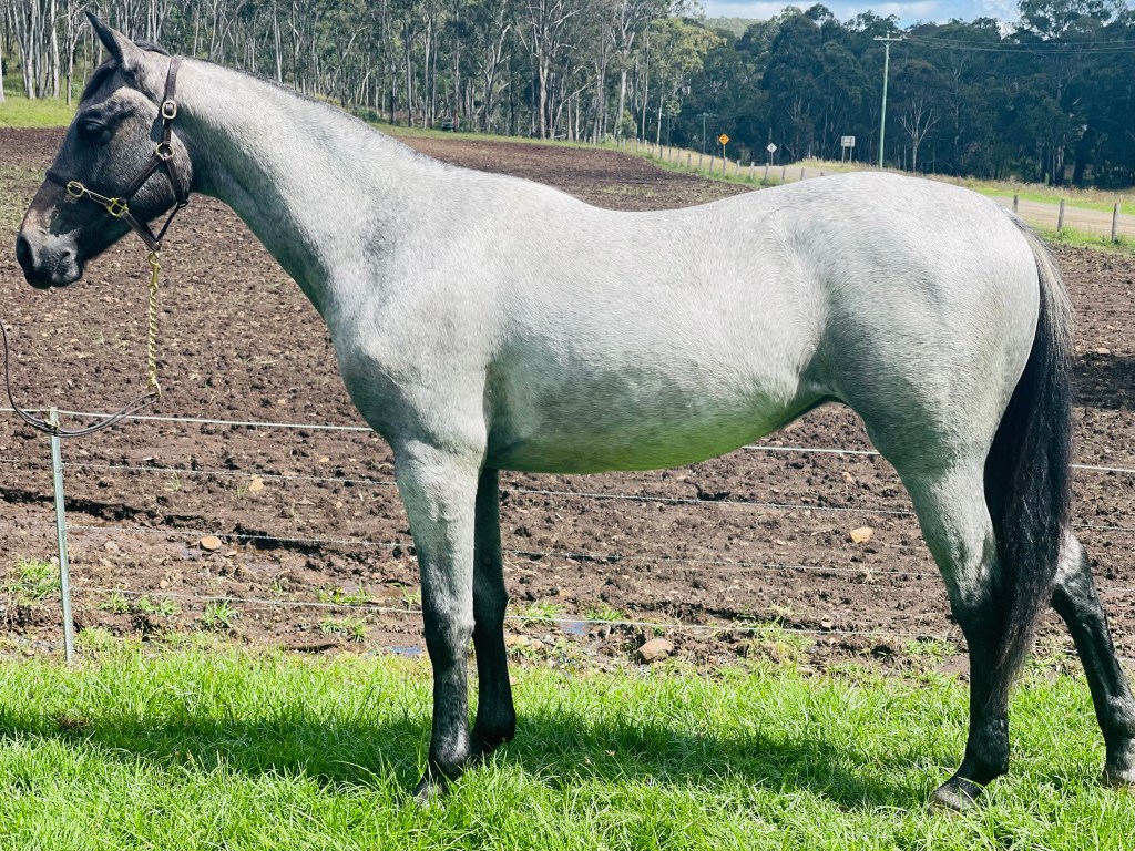 Sold Horses – Banshee Performance Horses