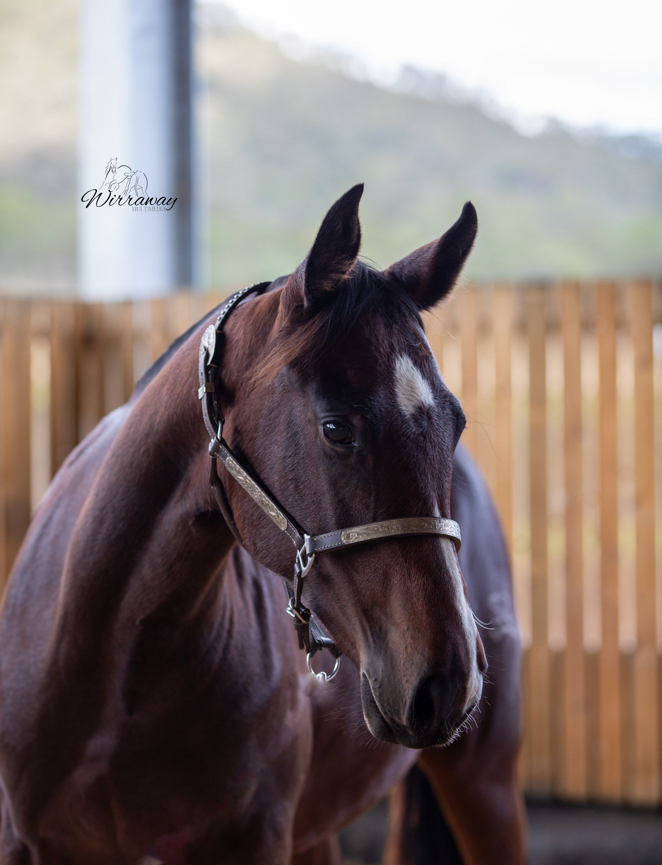 Sold Horses – Banshee Performance Horses
