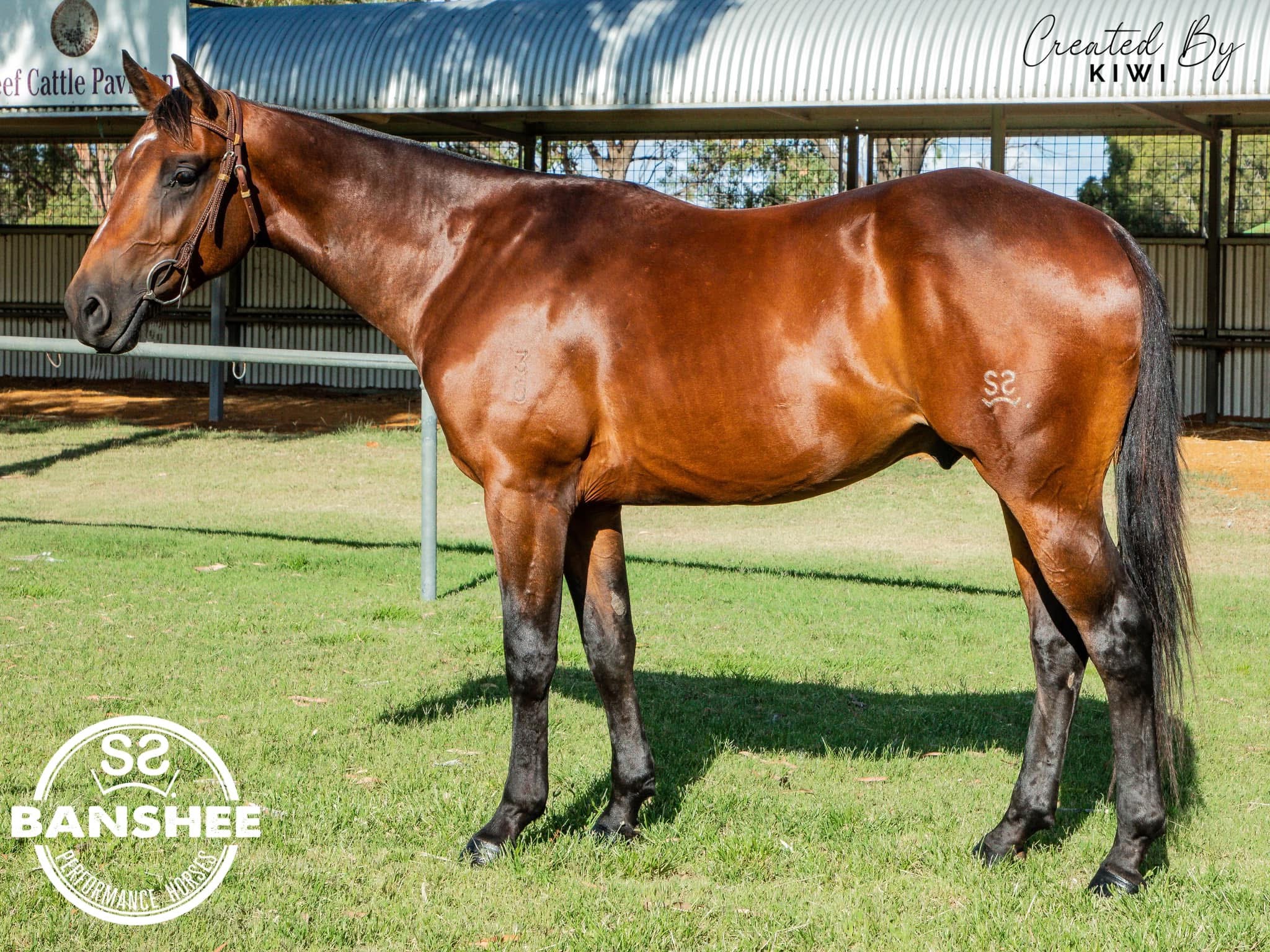 Sold Horses – Banshee Performance Horses